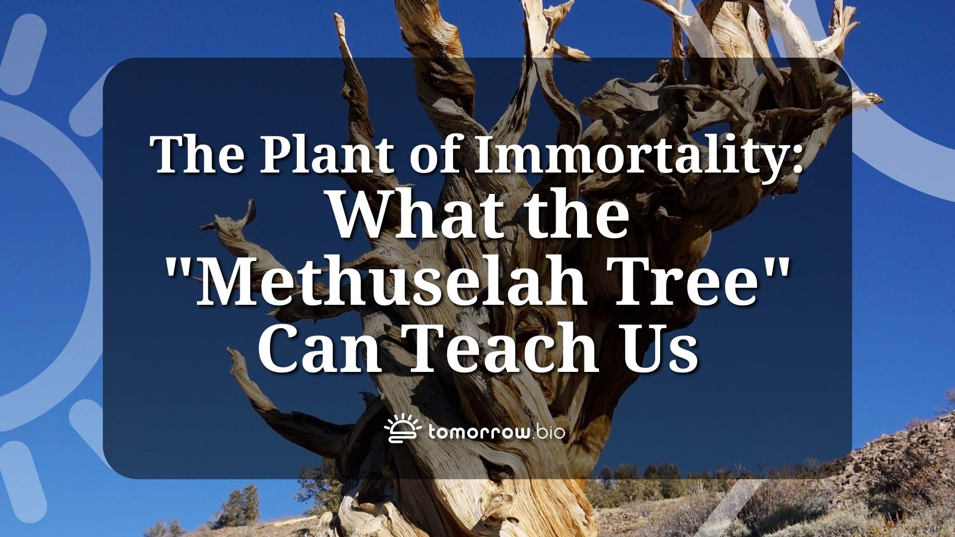 The Plant of Immortality: What the "Methuselah Tree" Can Teach Us